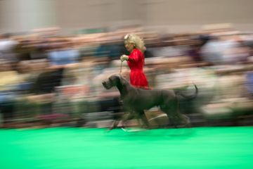 Crufts 2020: Best behind-the-scenes pictures from the iconic dog show ...
