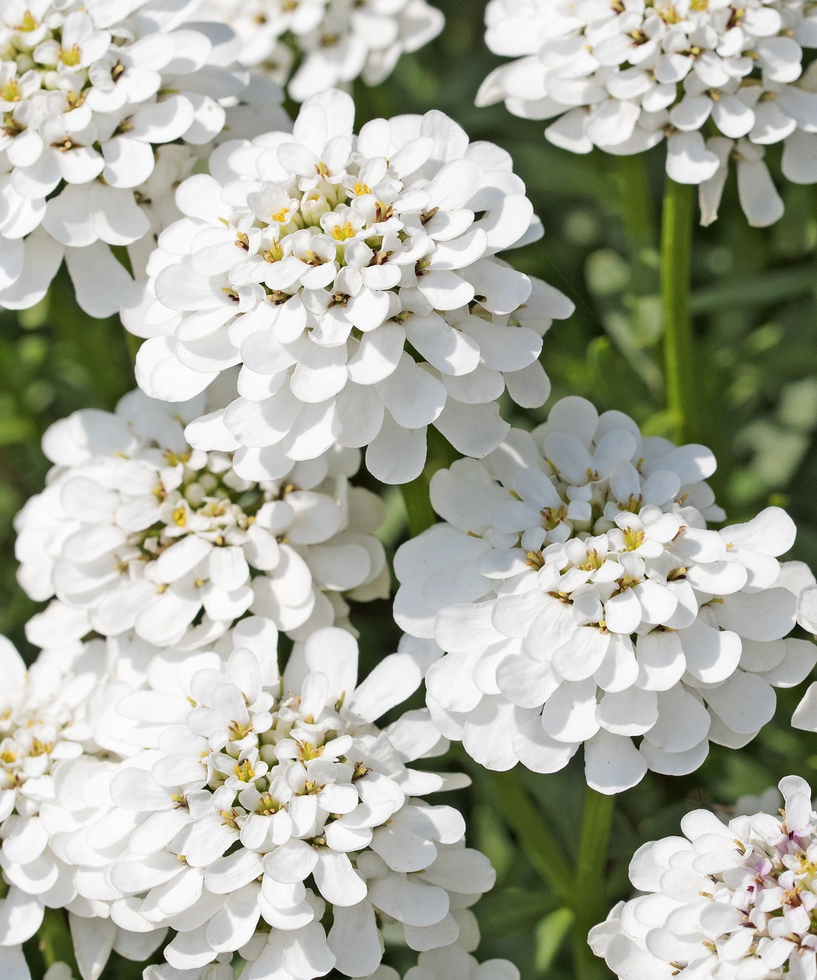 Rock garden plants: Top 10 varieties and how to grow them | Homes and ...