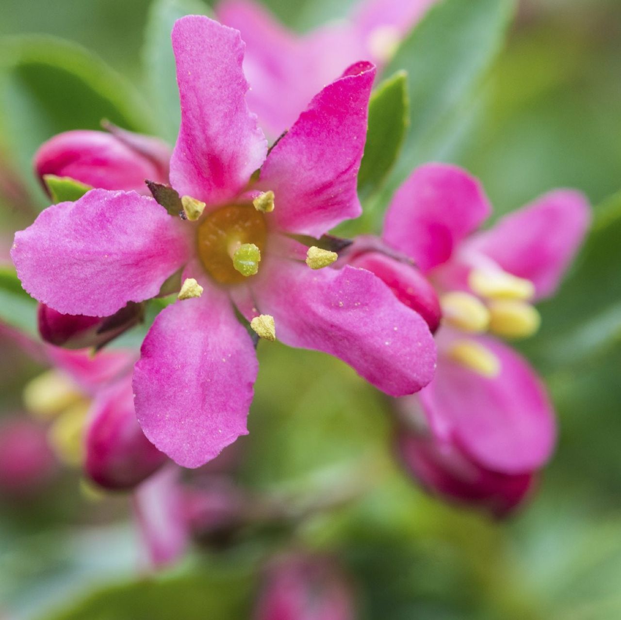 Escallonia Plant Care - How To Grow Escallonia Shrubs | Gardening Know How