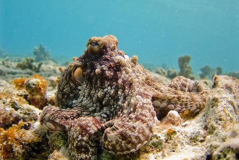 Curious Kids: Could octopuses evolve until they take over the world and ...