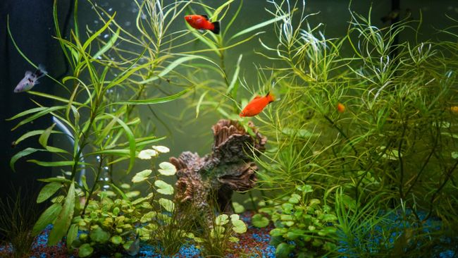 20 fish that clean the tank while looking pretty | PetsRadar