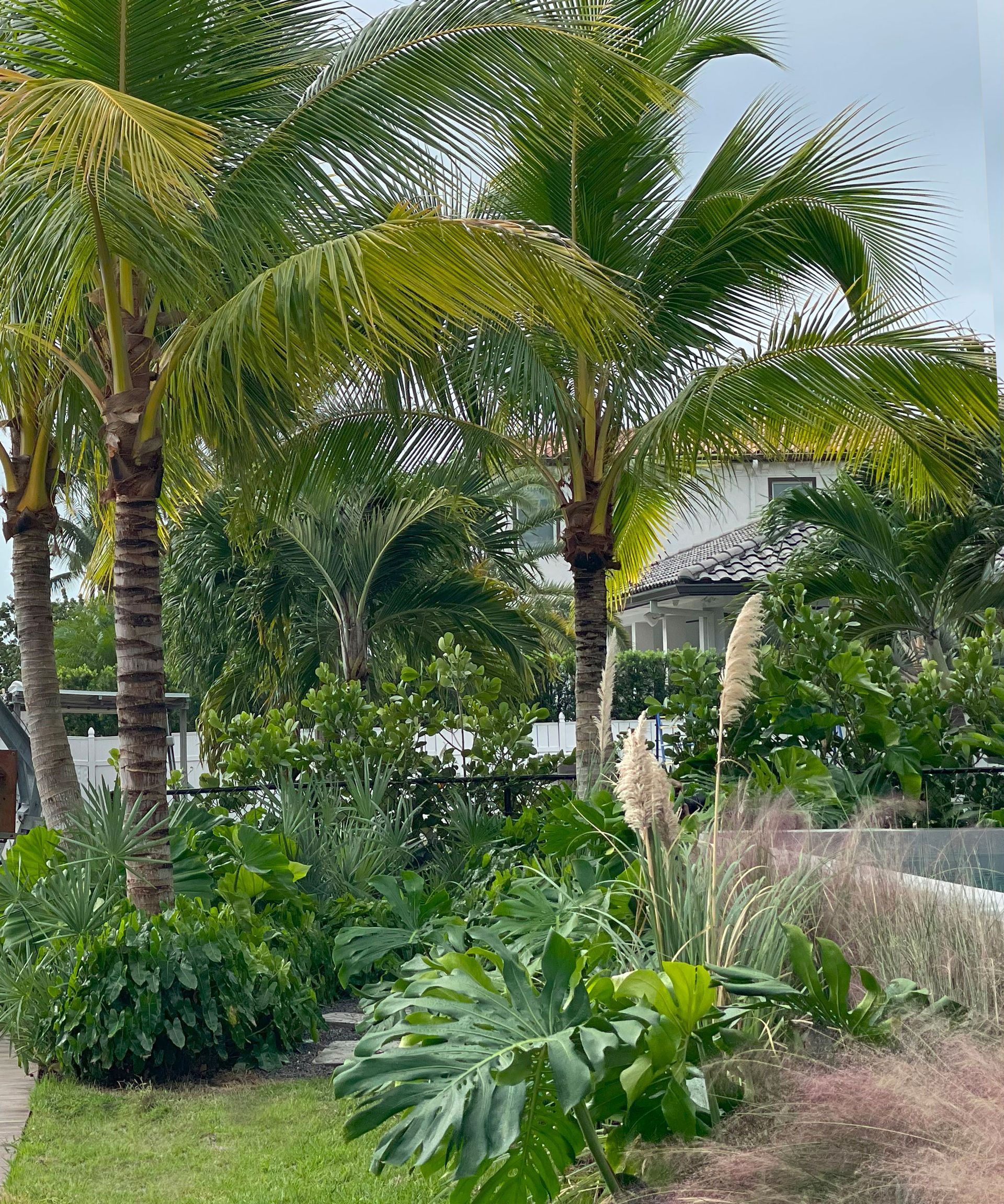 How to Plant a Palm Tree — And Where to Grow Them (and Not) | Livingetc
