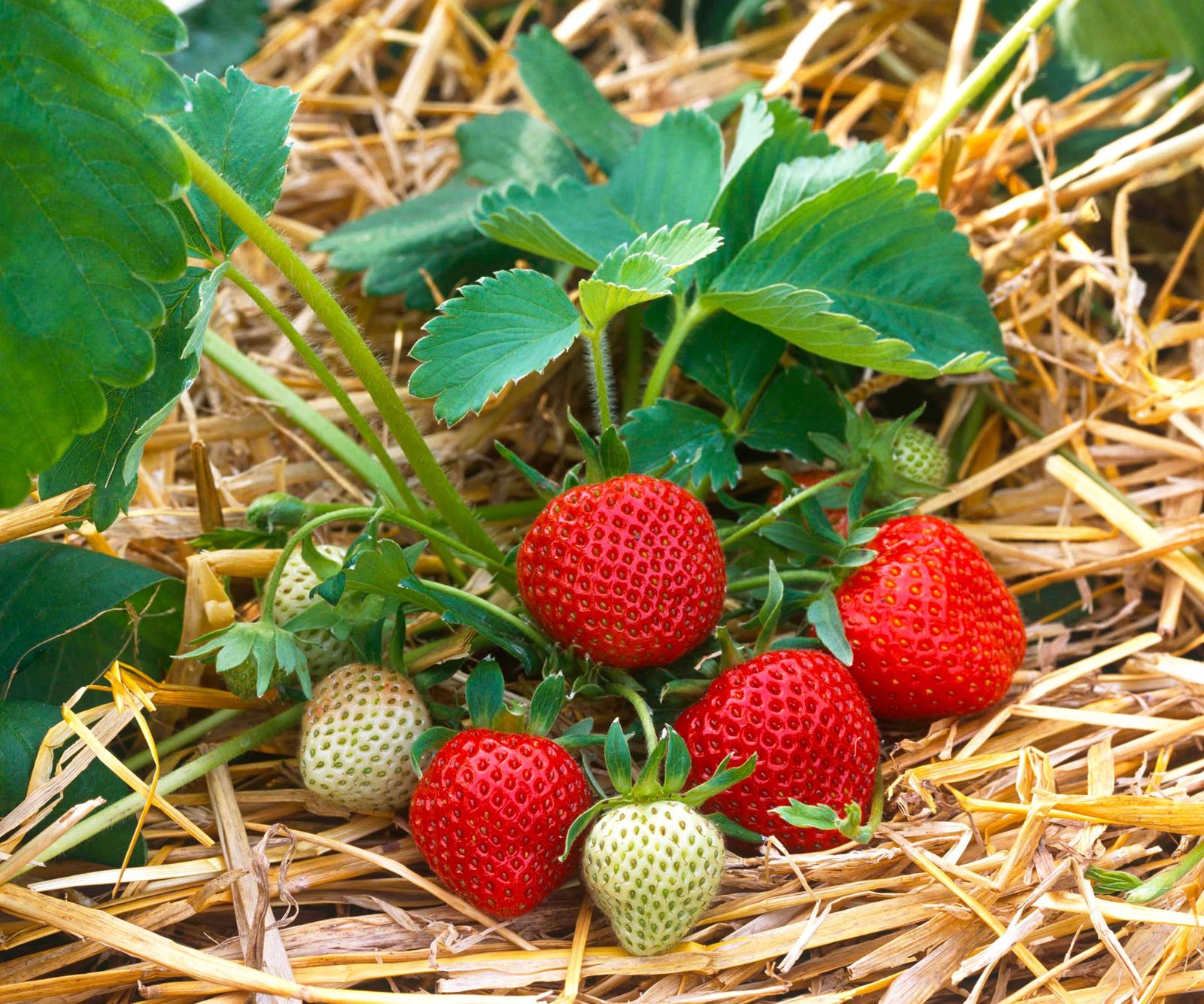 Types of strawberry plants: 10 varieties for tempting fruits | Homes ...