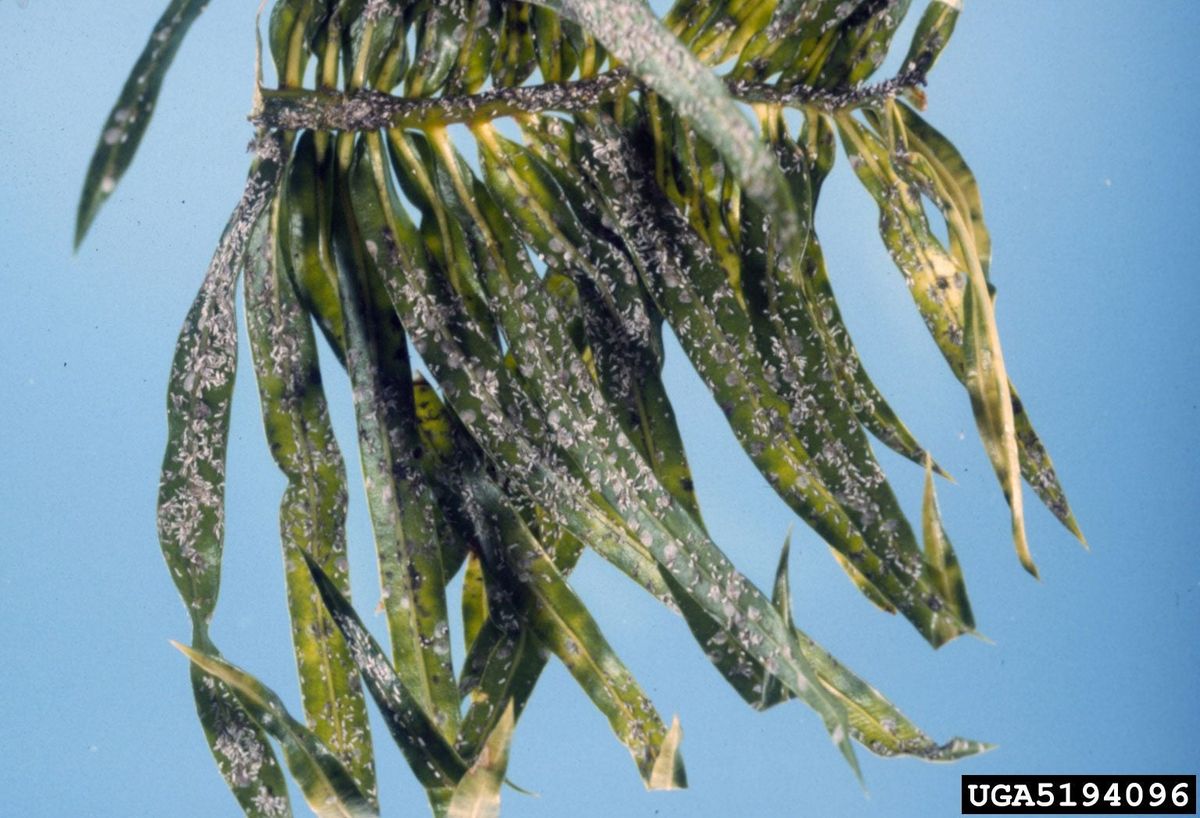 Sago Palm Has White Dots - Treating Scale Or Scurf On Sago Palms ...