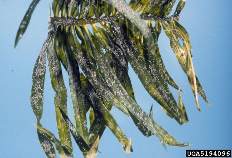 Sago Palm Has White Dots - Treating Scale Or Scurf On Sago Palms ...