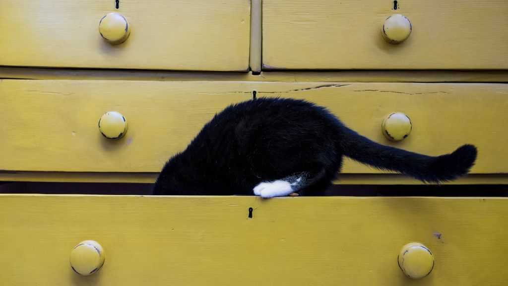 10 signs a cat is stressed and how you can help | PetsRadar