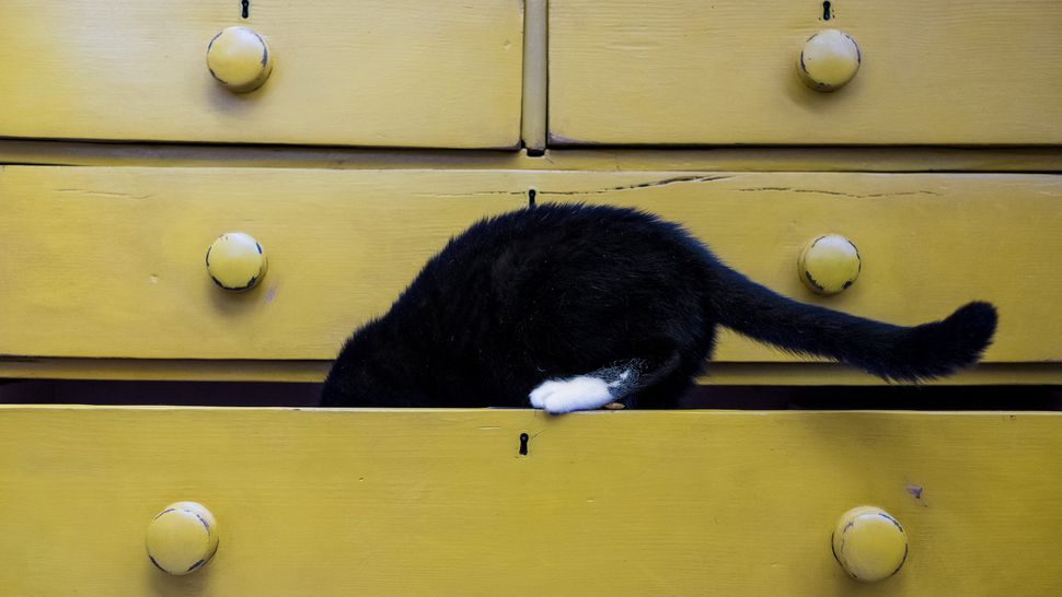 10 signs a cat is stressed and how you can help | PetsRadar