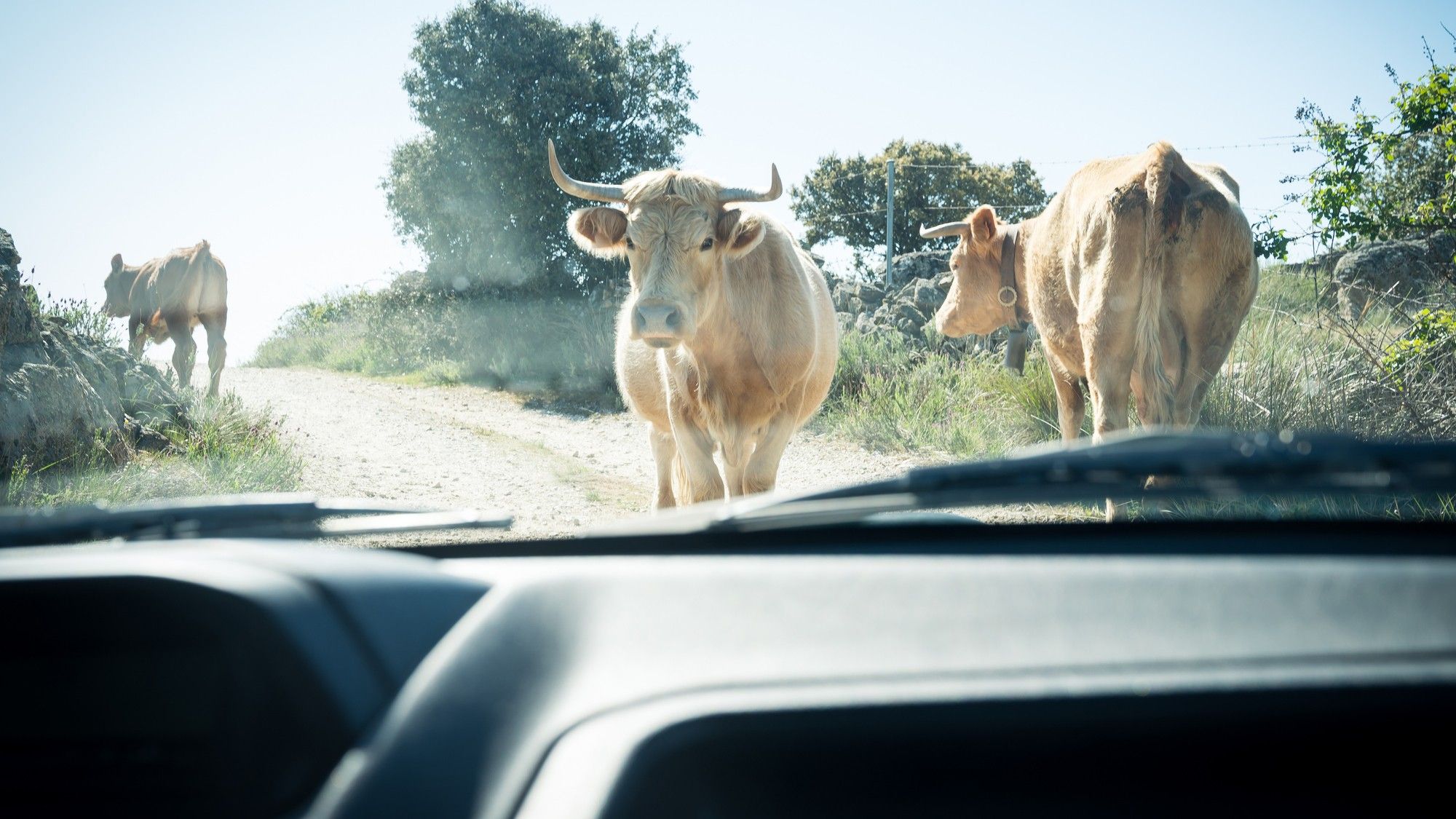 The Week contest: Cow car | The Week