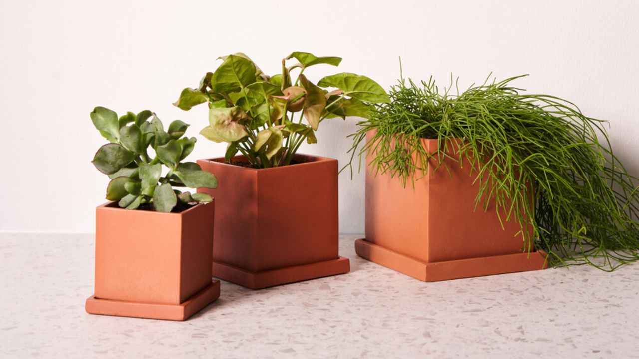 Best indoor plants: 10 best houseplants for every room | Gardeningetc