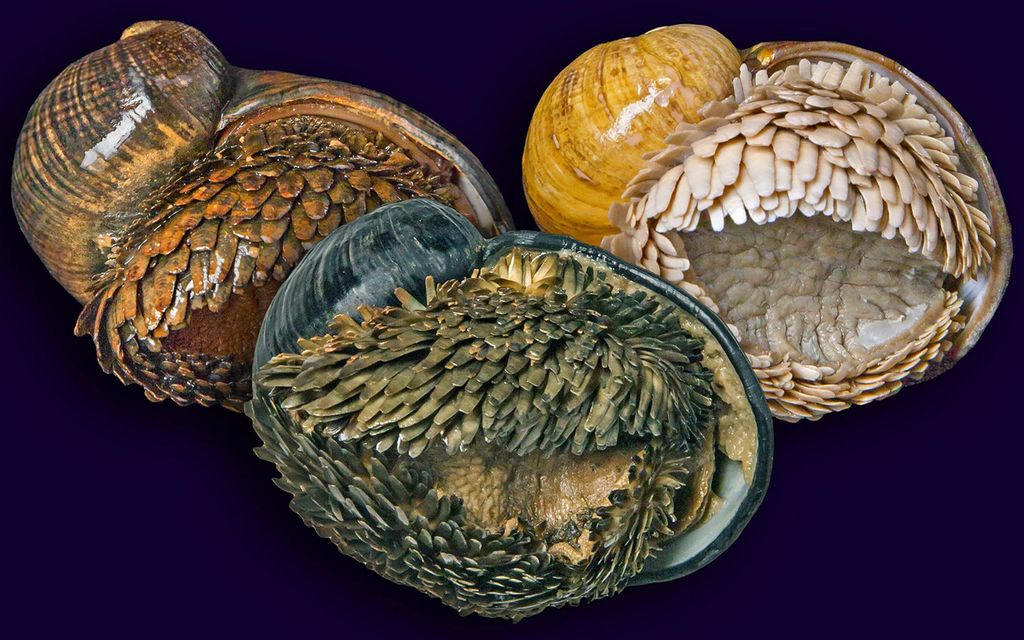 This Iron-Shelled Snail Is Totally Metal … And Now It’s Endangered ...