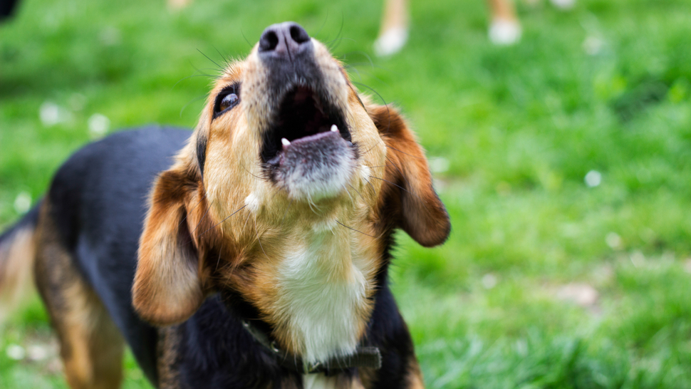 Is your dog play barking? Here’s why, according to an expert | PetsRadar