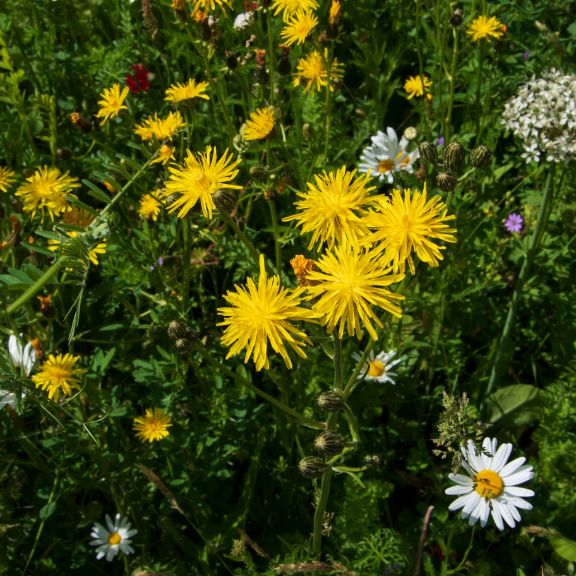 7 Bee-Friendly Weeds You Should Keep Around | Gardening Know How