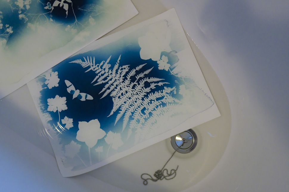 Craft your own cyanotypes at home with this quick and easy setup ...
