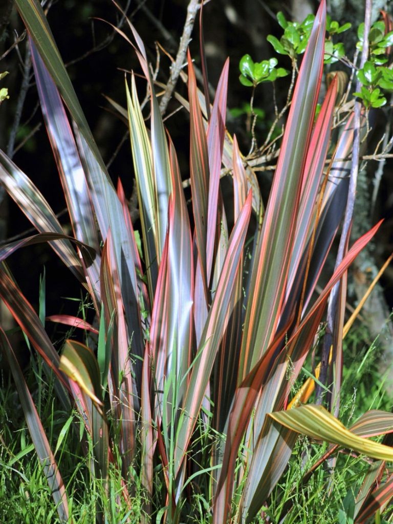 Should You Trim New Zealand Flax – What To Do With Overgrown New ...