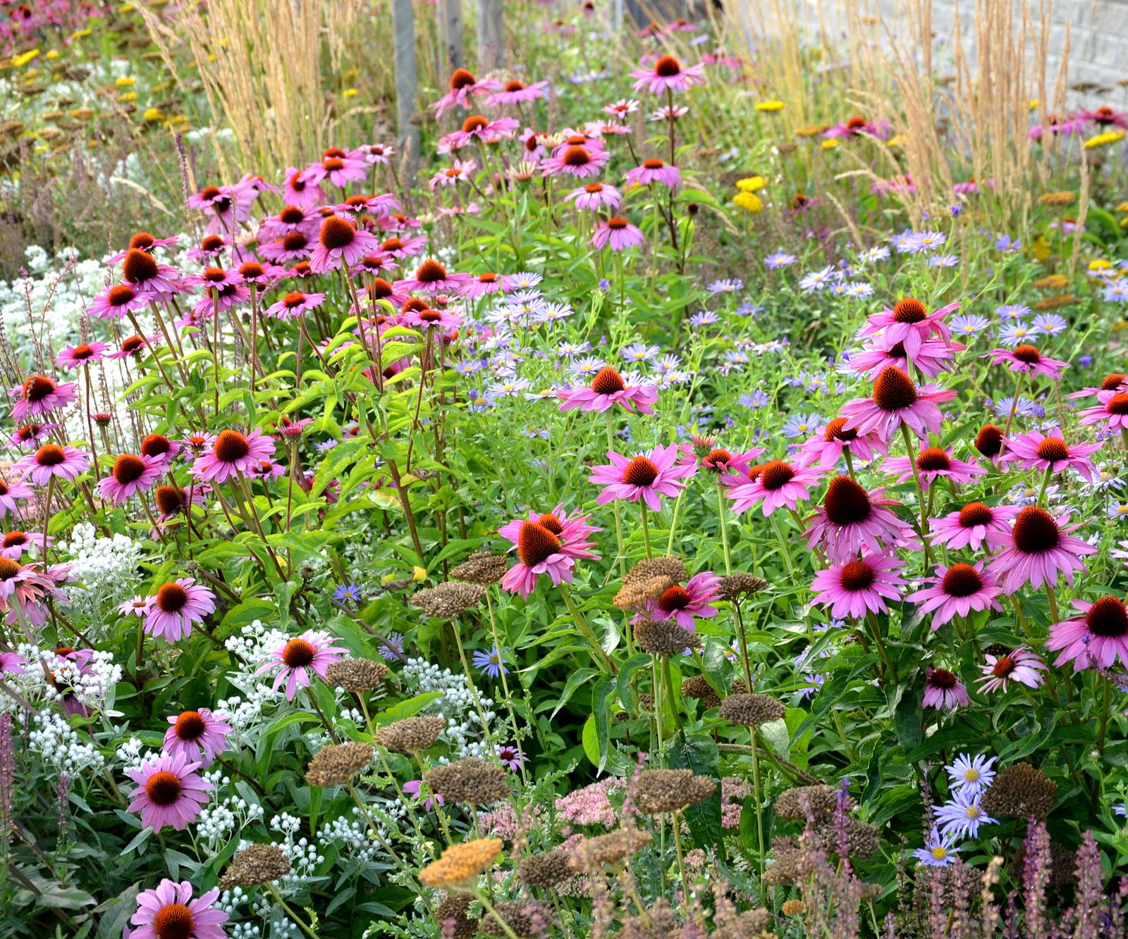 How to plant a prairie garden: expert tips to get the look | Homes and ...