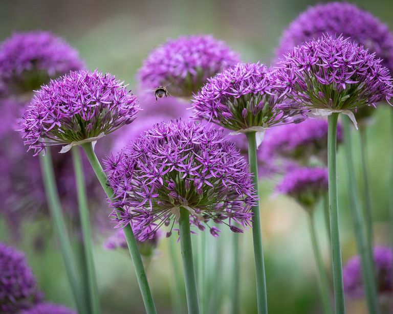 Garden flower trends - 10 key looks to try | Livingetc