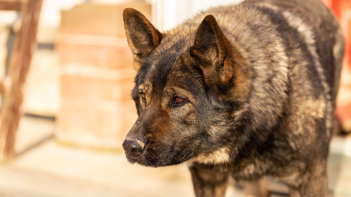 9 Japanese dog breeds you should say ‘Konnichiwa’ to | PetsRadar