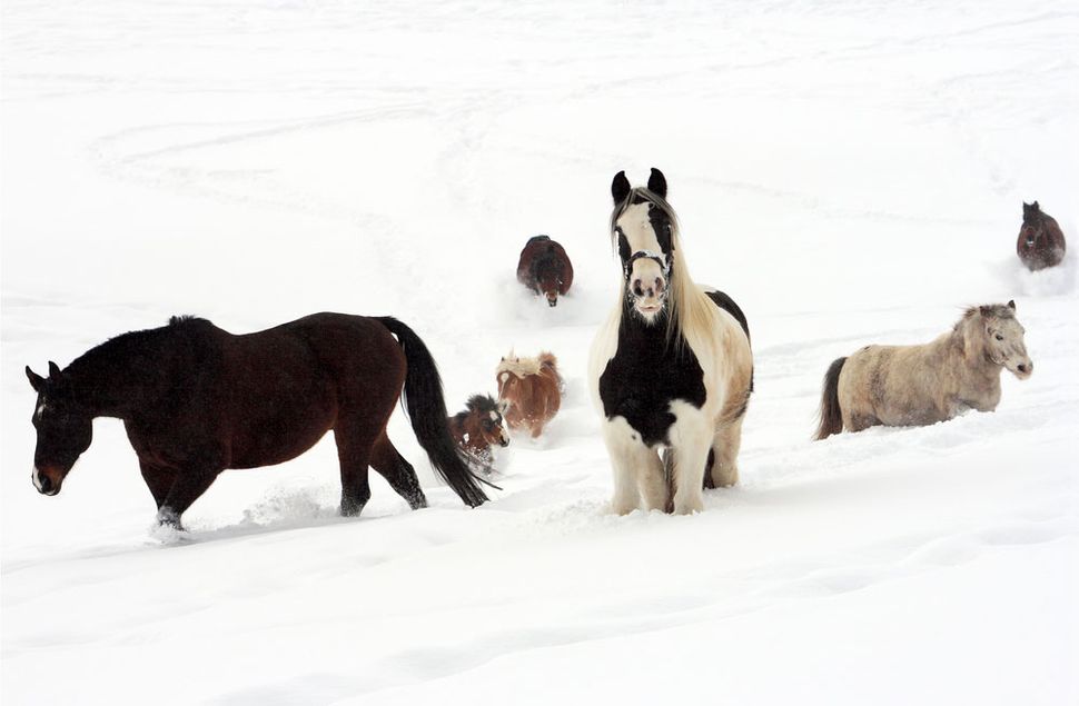 Animal Gallery: Fun in the Snow | Live Science