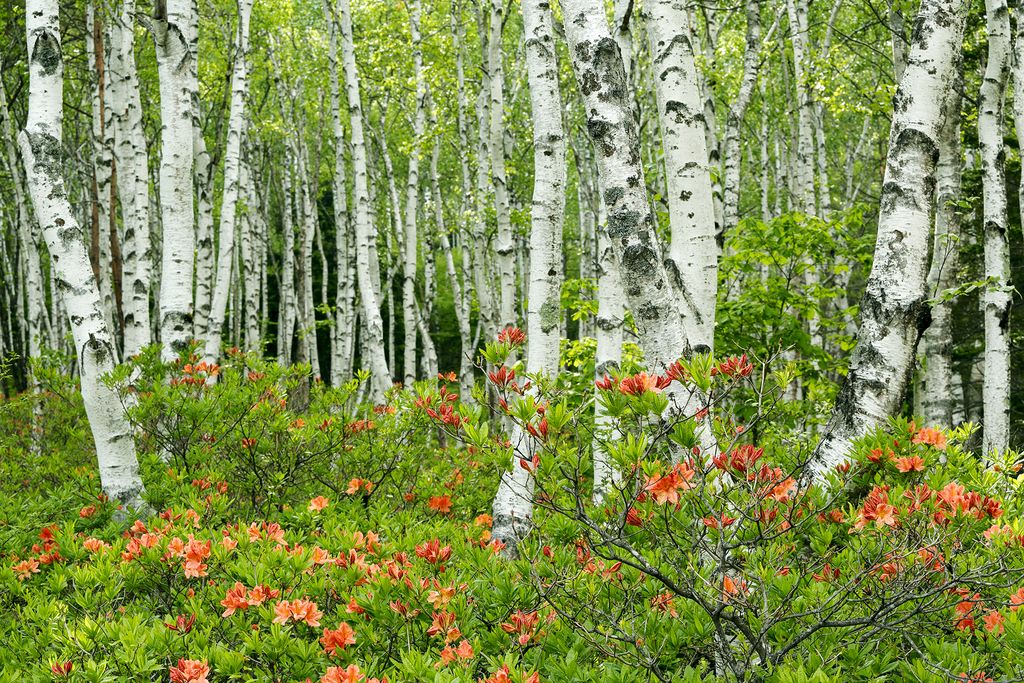 Birch trees: a guide to popular species | Homes and Gardens