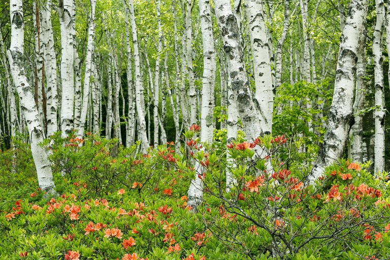 Birch trees: a guide to popular species | Homes and Gardens