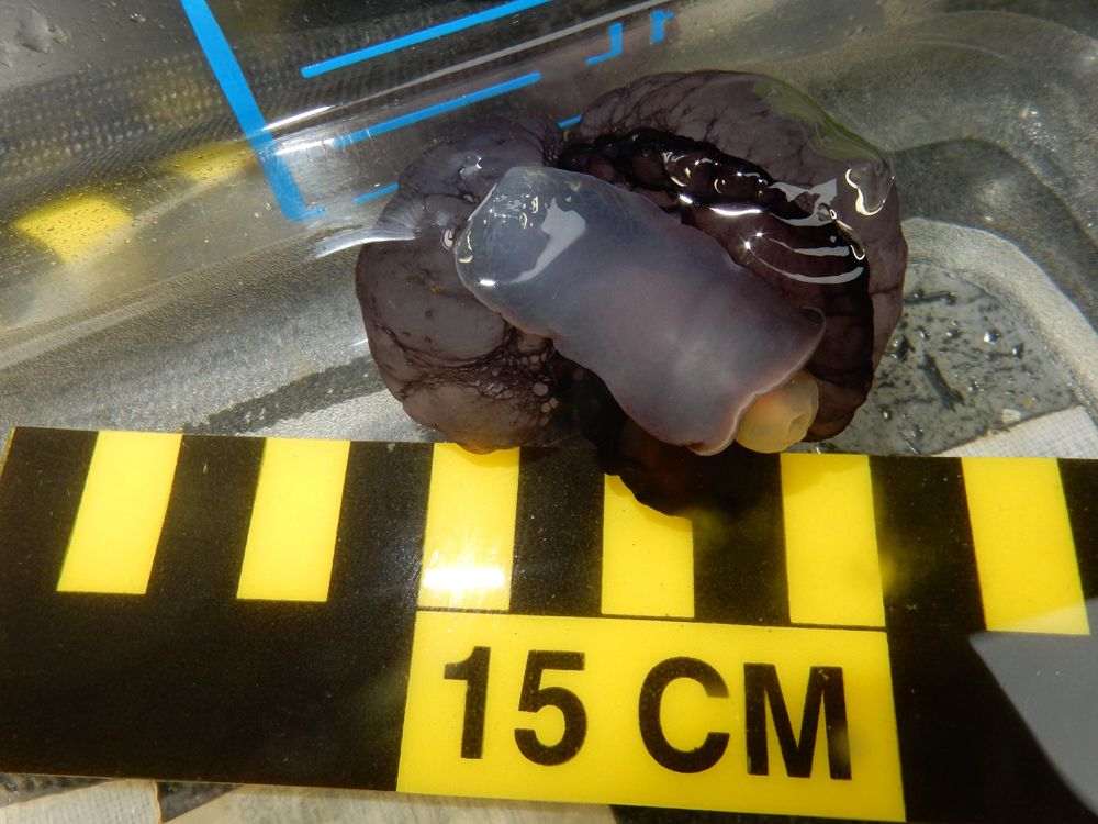 In Photos: Strange Purple Orb Found in Pacific Ocean | Live Science
