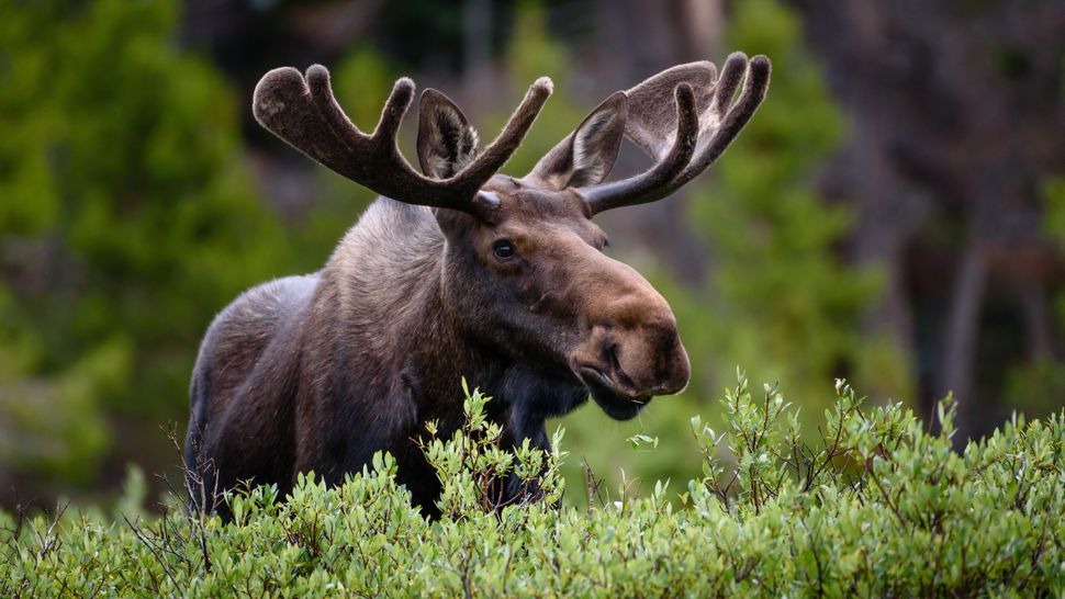 Wolves returned to Isle Royale National Park 5 years ago, and they’re ...