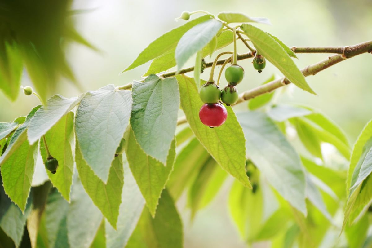 Panama Berry Plant Info – Learn How To Grow Panama Berries | Gardening ...