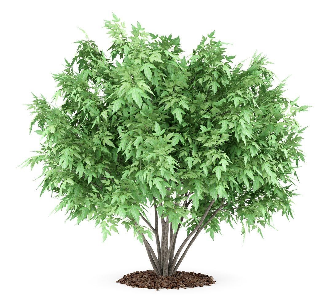 Small Urban Garden Trees - What Trees Will Grow In A Small Space ...