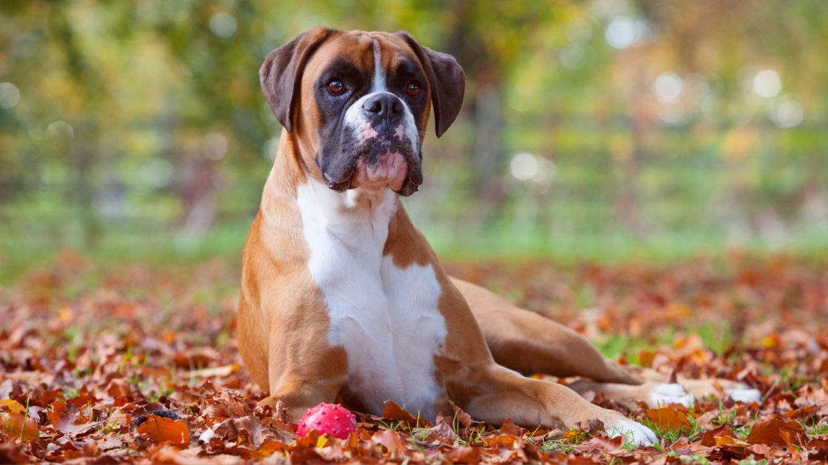20 wrinkly dog breeds from little pugs to giant mastiffs | PetsRadar