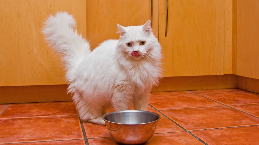 32 facts about ragamuffin cats | PetsRadar
