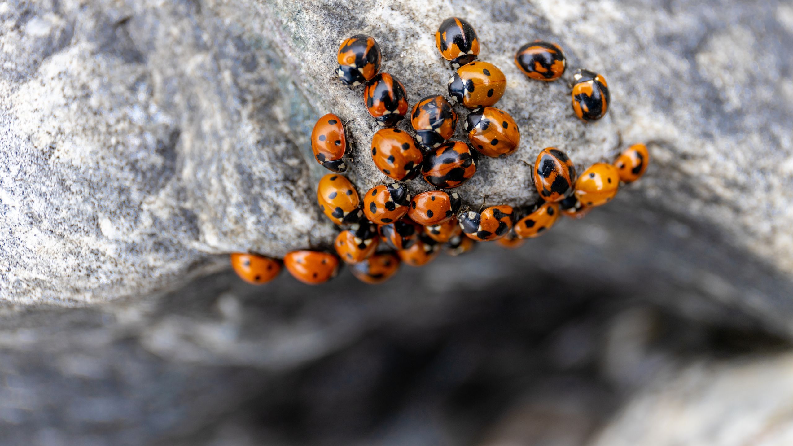 Pest expert warns of 'death spiral’ ladybugs invading our homes this ...