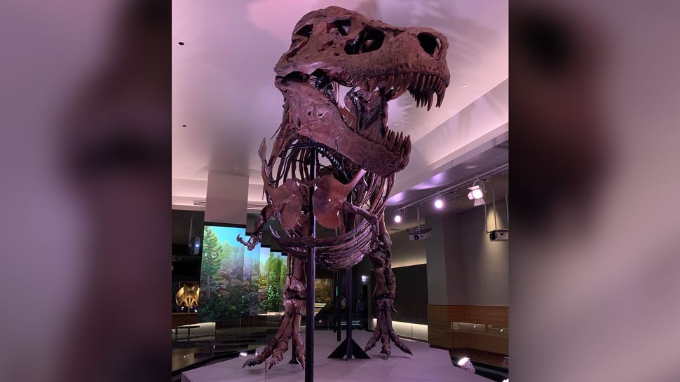 Sue the T. rex had a terribly painful infection when she died | Live ...