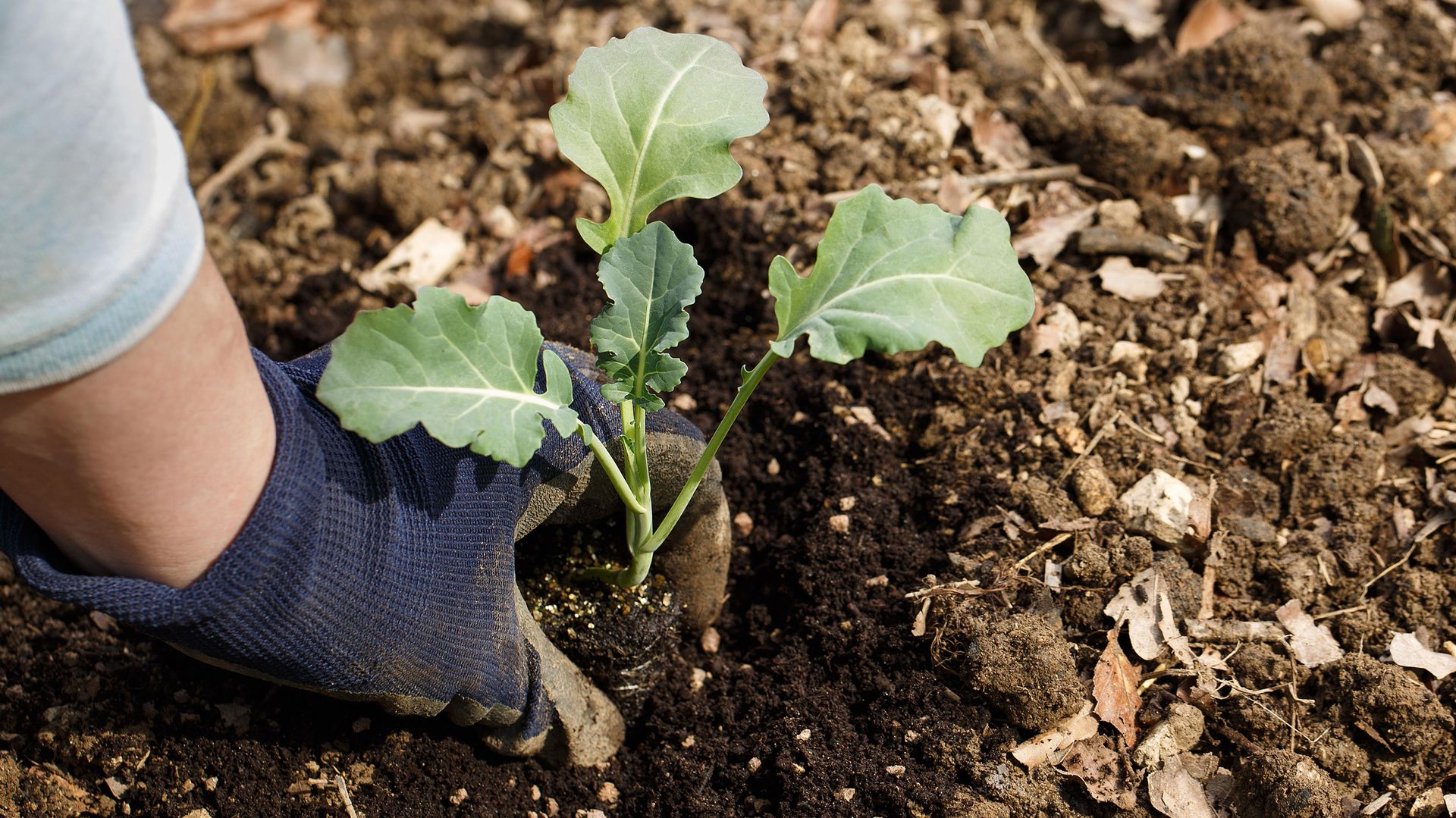How to grow calabrese: our green broccoli planting guide | Gardeningetc