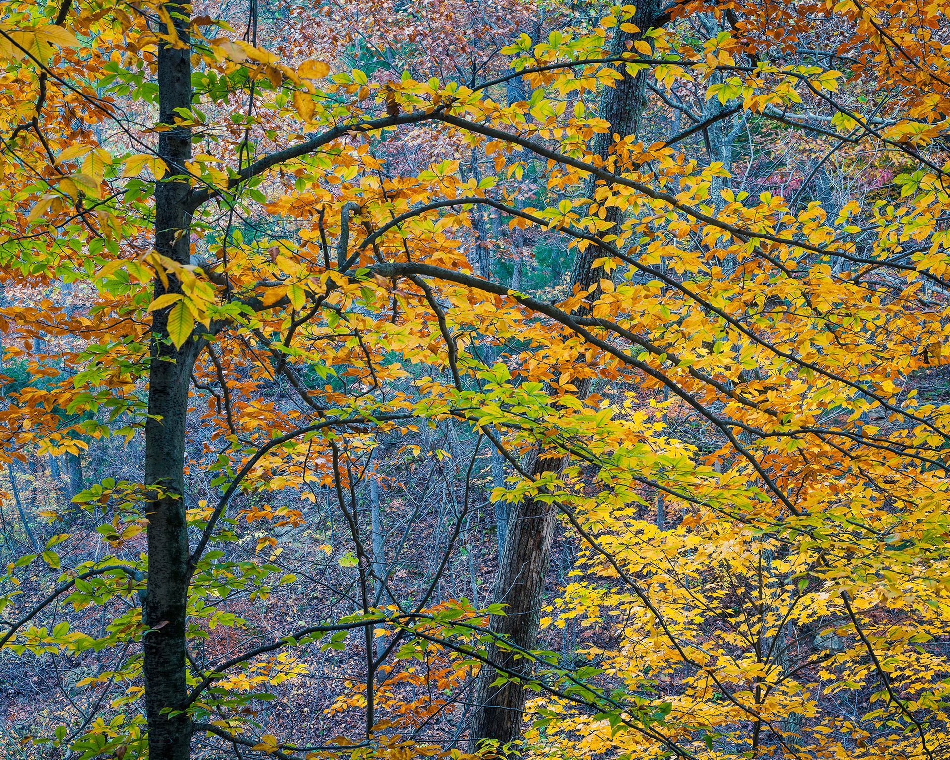 8 Shade Trees To Cool Your Home Naturally and Save Money | Gardening ...
