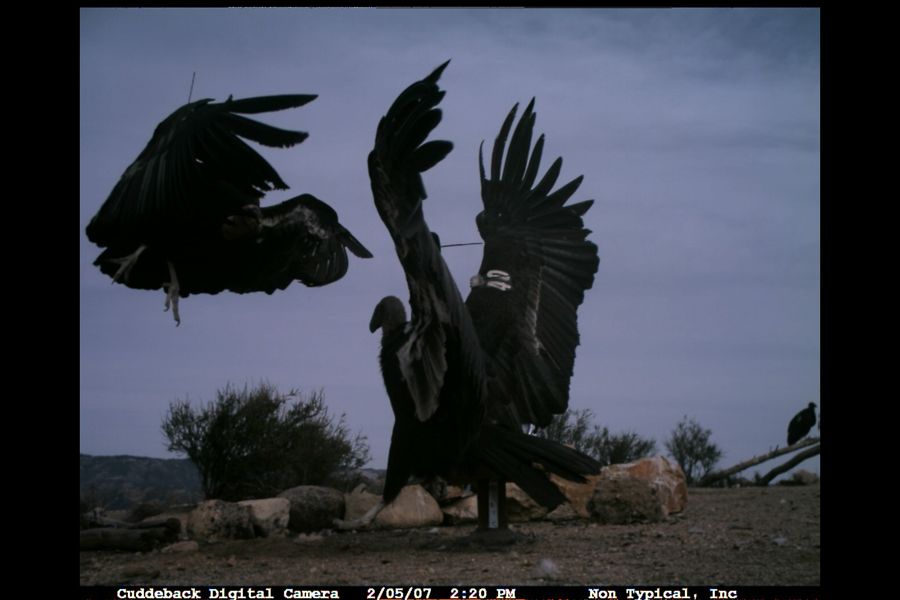 Images of Pinnacles National Monument | Condor Images | Live Science