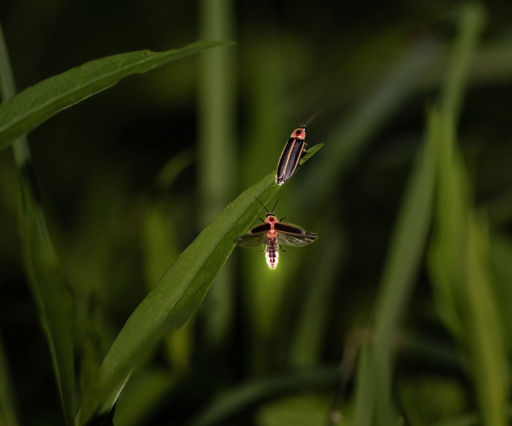 How to attract fireflies to your yard | Homes and Gardens
