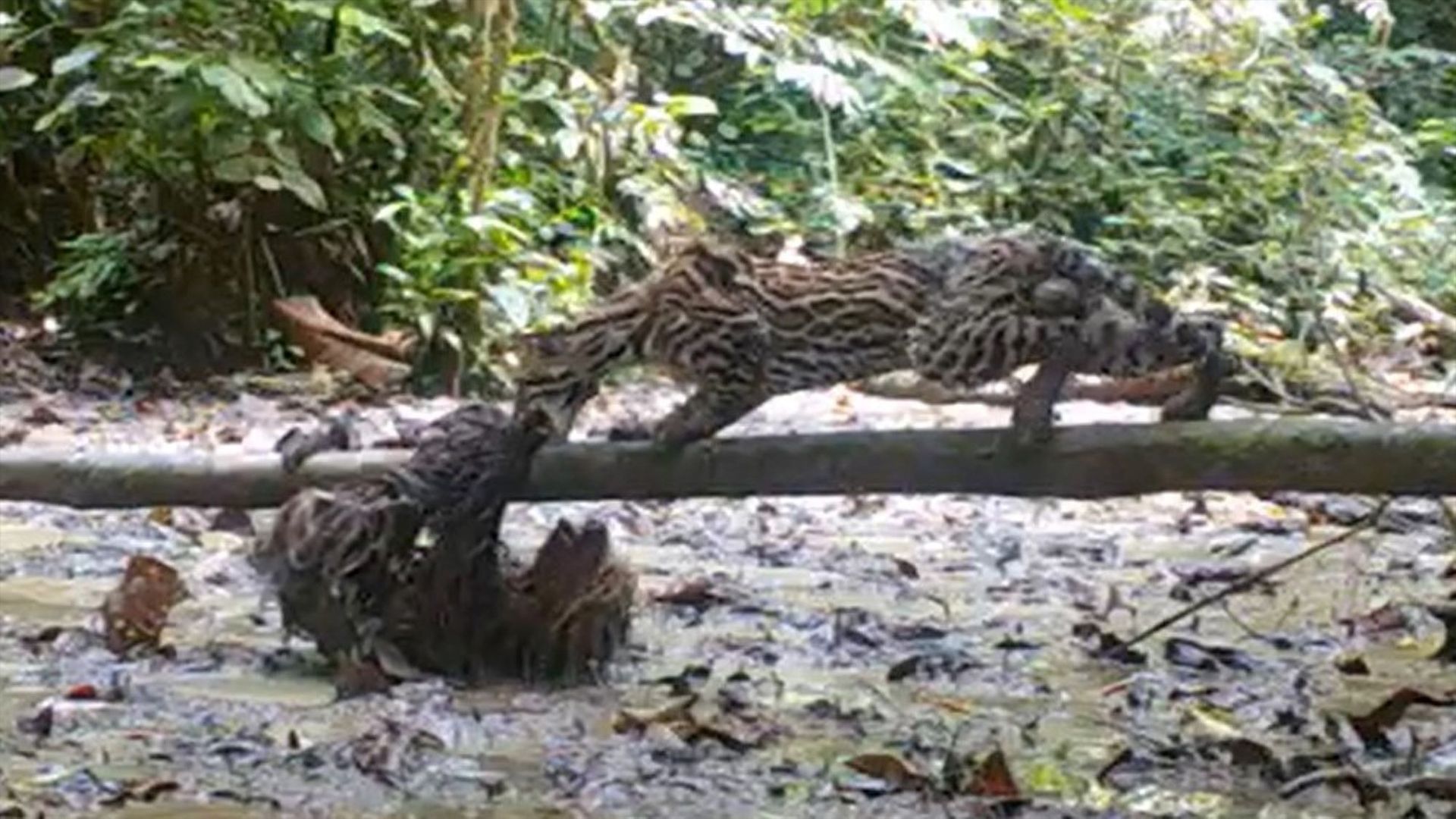 Watch sloth fight off ocelot in incredibly rare footage from deep in ...