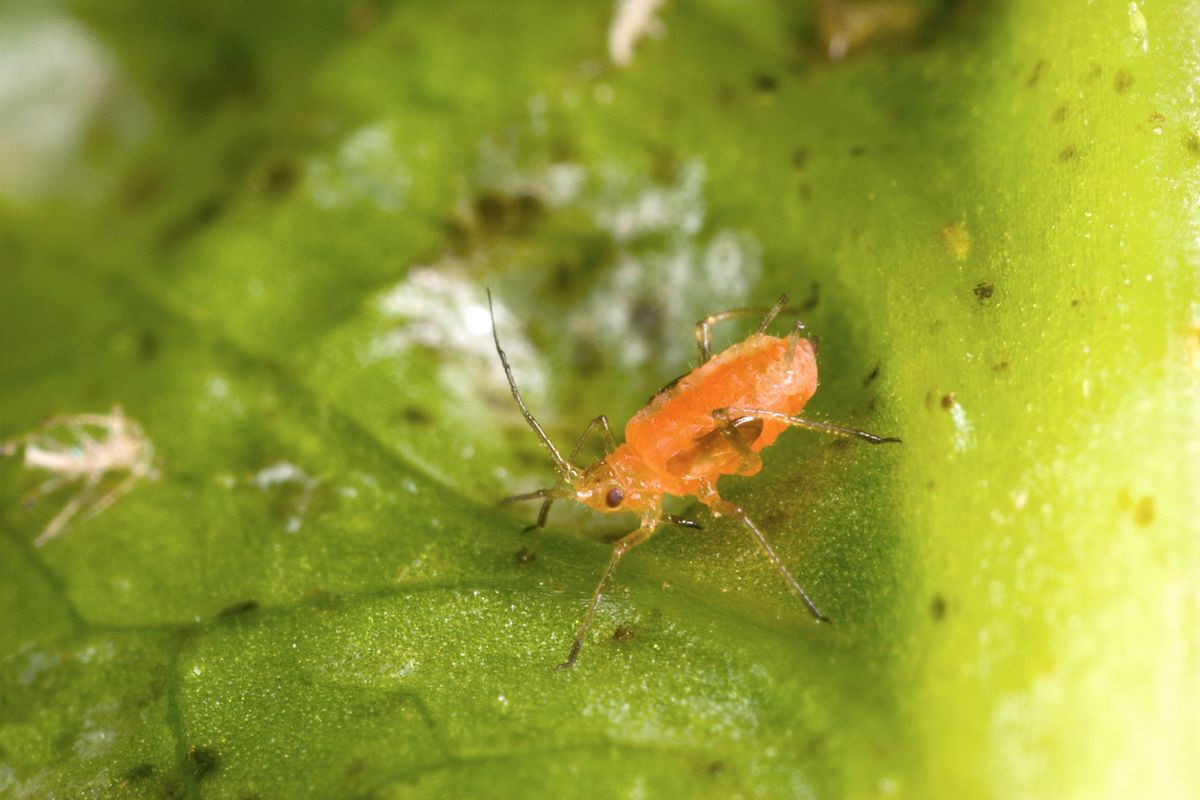 Lettuce Mosaic Control: Treatment And Signs Of Lettuce Mosaic ...