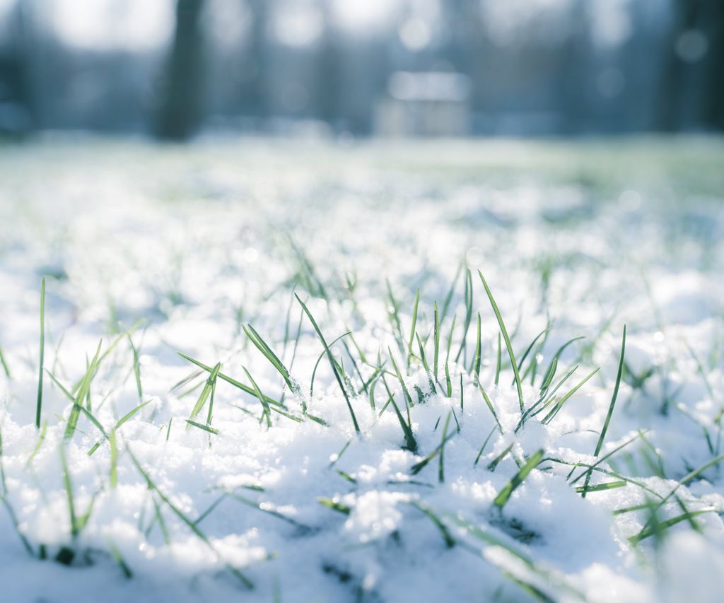 7 cheap ways to protect plants from frost and snow | Homes and Gardens