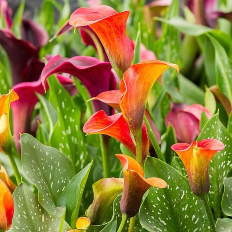When to plant Calla Lily bulbs - Experts offer their advice | Ideal Home
