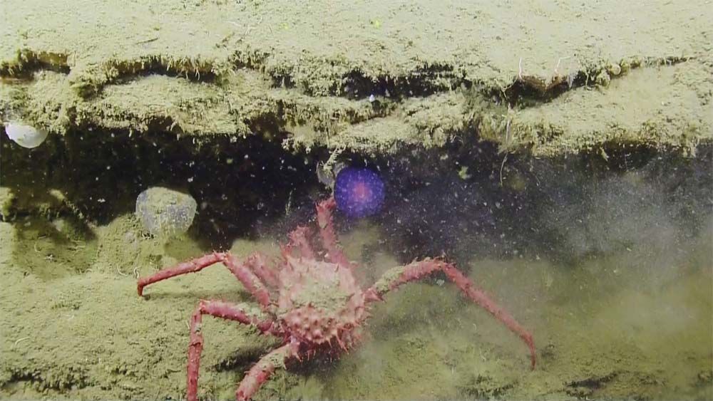 In Photos: Strange Purple Orb Found in Pacific Ocean | Live Science