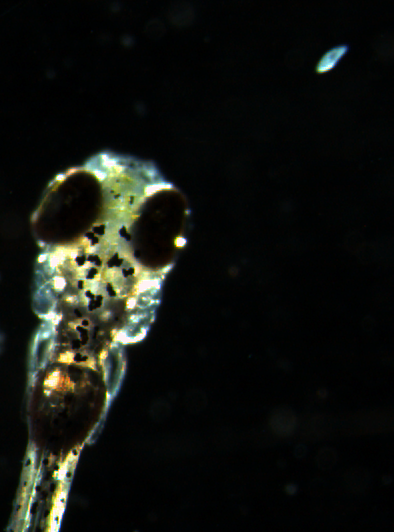 Scientists Watch a Fish Think | Brain Imaging | Live Science