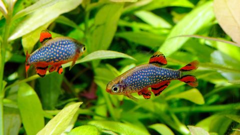 20 peaceful fish for a community tank | PetsRadar