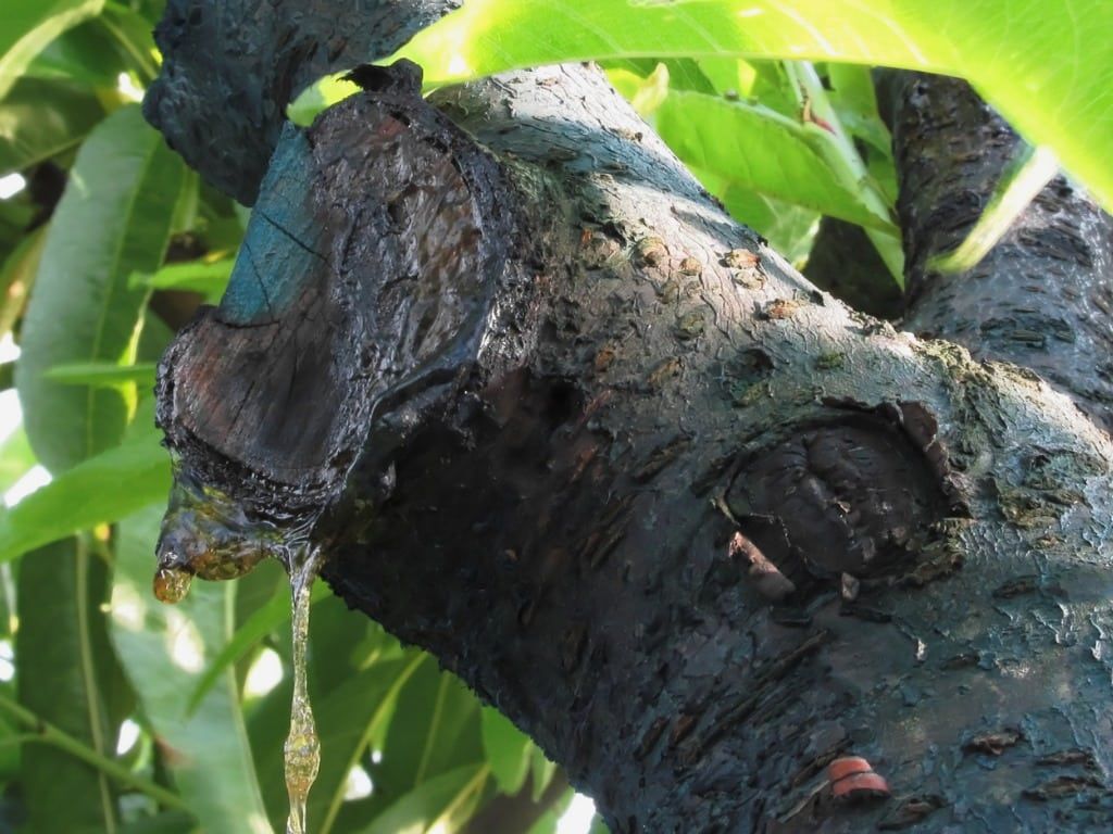 Can You Eat Peach Resin – What To Do With Peach Sap From Trees ...