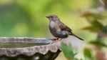 Bird bath mistakes to avoid: 8 common errors to avoid | Homes and Gardens