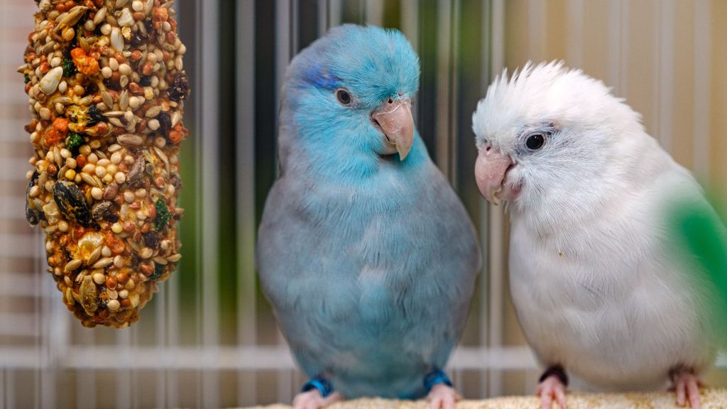 32 tips for taking care of pet birds | PetsRadar