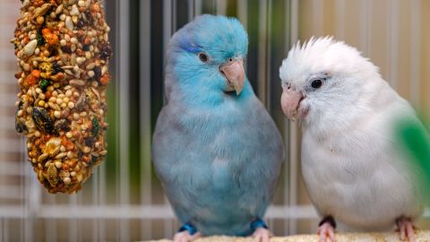 32 tips for taking care of pet birds | PetsRadar
