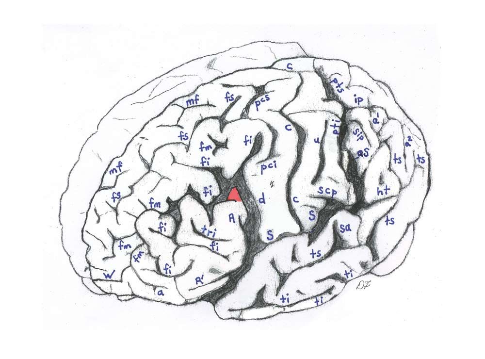 Image Gallery: Einstein's Brain | Live Science