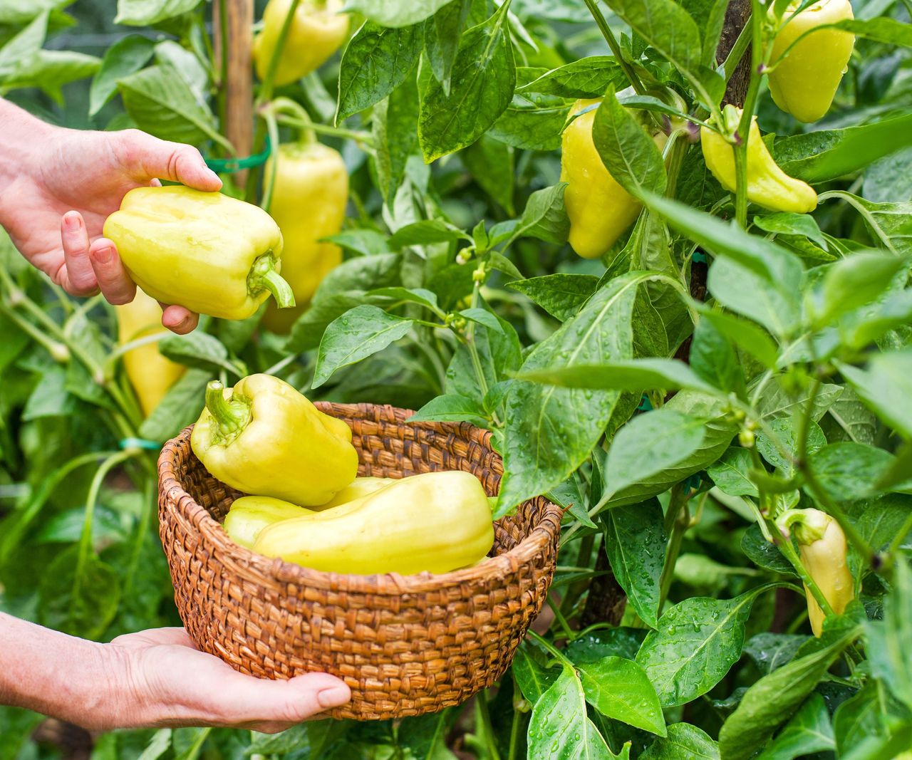 Growing Bell Peppers In Containers | Big Taste, Small Space | Gardening ...