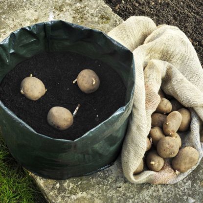 How to grow potatoes in bags: a guide for homegrown spuds | Ideal Home